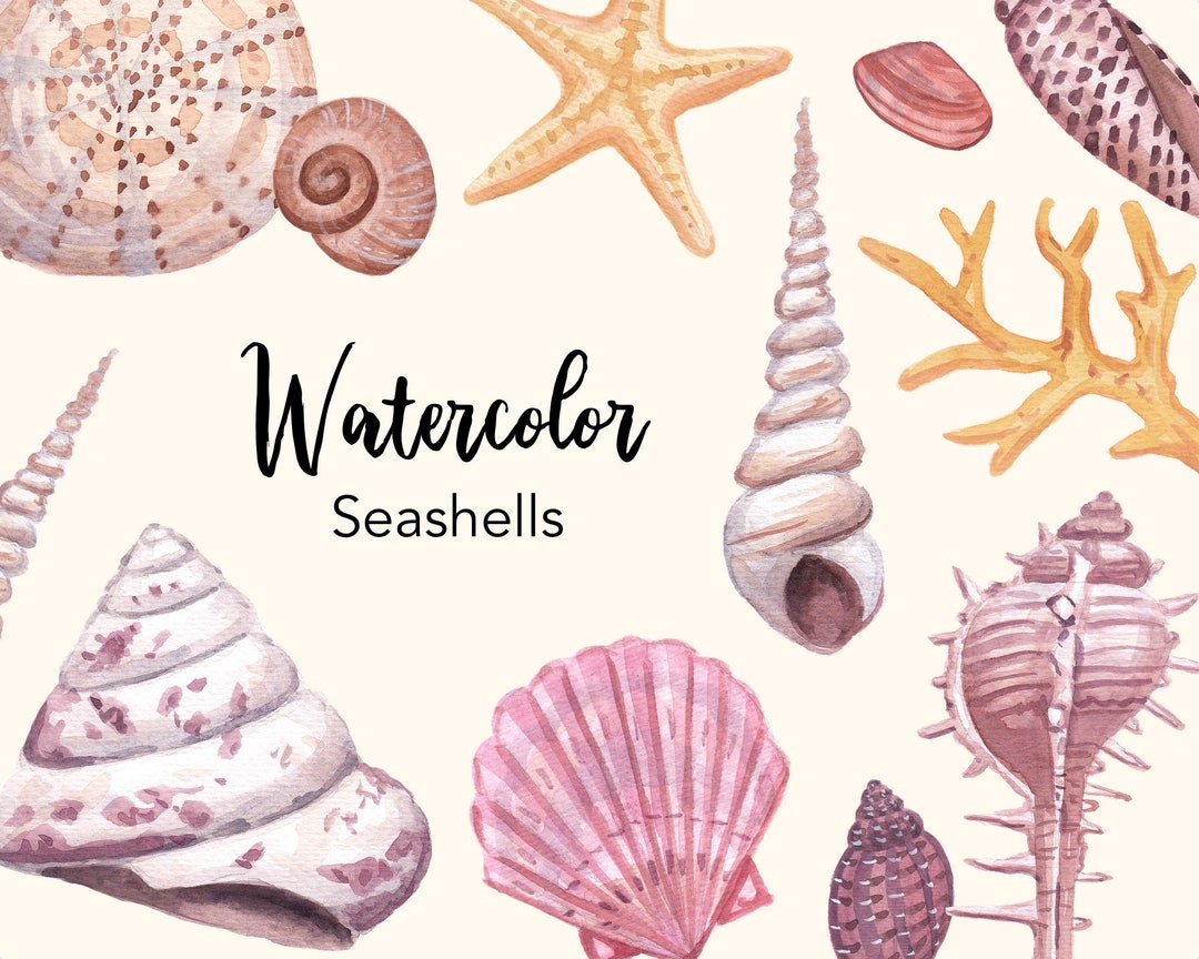 WATERCOLOR CLIPART, Seashells, Watercolor Illustration, Png Files ...
