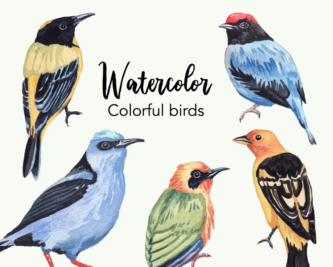 WATERCOLOR CLIPART, Bird Clipart, Tropical Summer Vacation, Watercolour ...