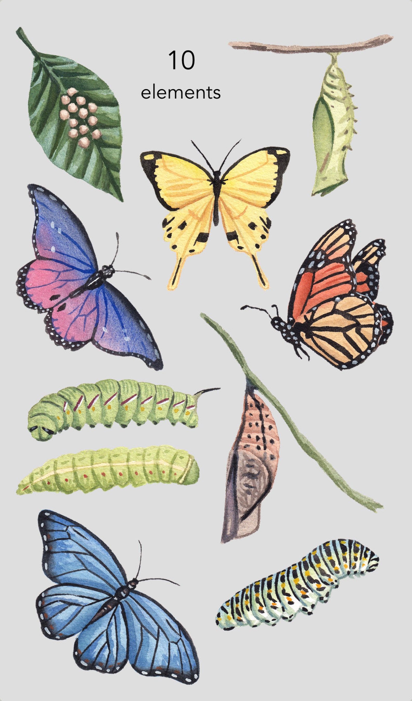WATERCOLOR CLIPART, Butterfly Life Cycle Clipart, Watercolour Clipart ...