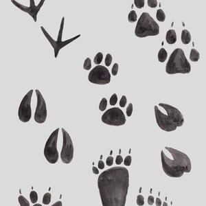 WATERCOLOR CLIPART, Animal Tracks Clipart, Watercolour Clipart Set ...