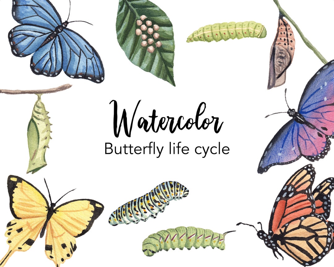 WATERCOLOR CLIPART, Butterfly Life Cycle Clipart, Watercolour Clipart ...