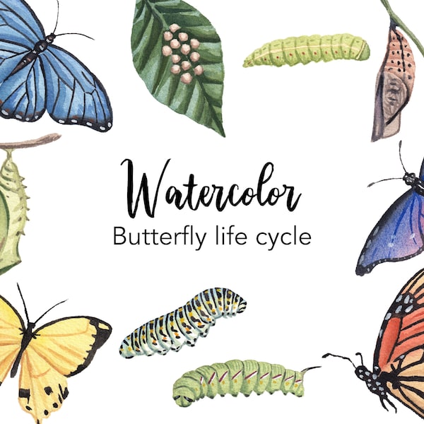 Butterfly Life Cycle - Etsy