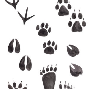 Watercolor Animal Tracks Clipart Set (PNG Files) - Etsy