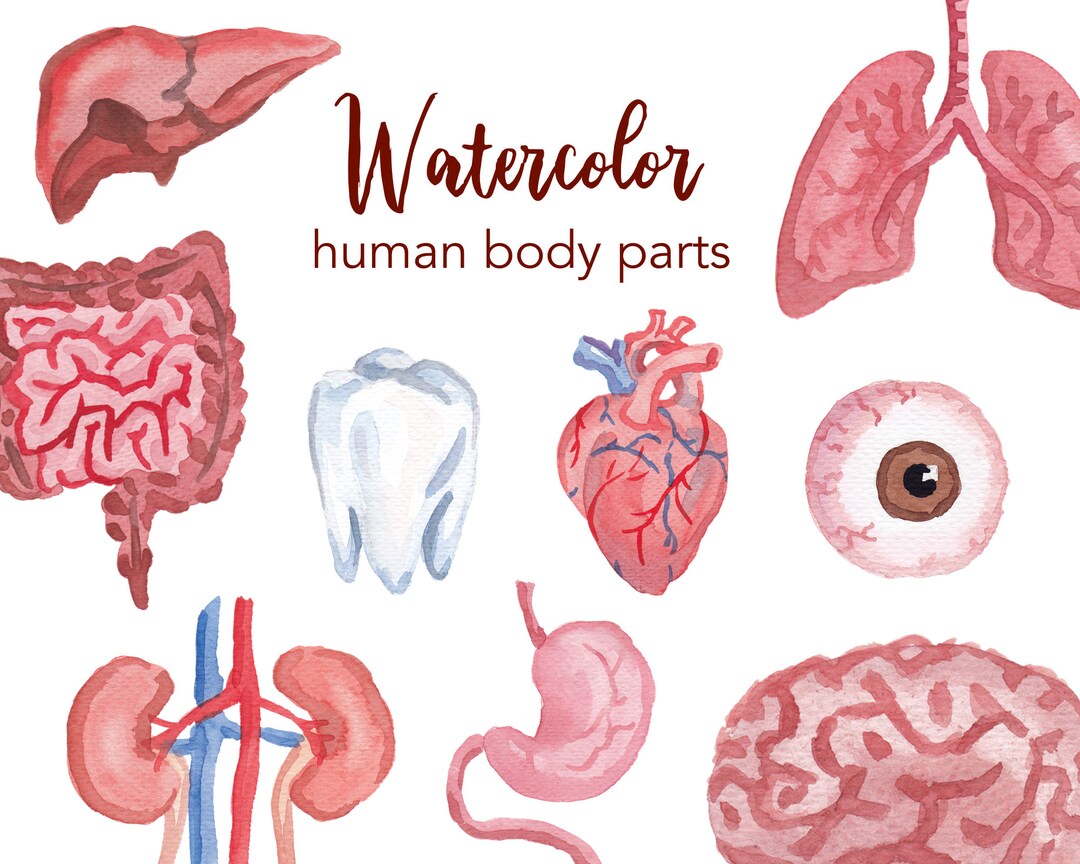 Watercolor Anatomy Clipart Set, Organs, Science Graphics (digital PNG ...