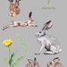 WATERCOLOR CLIPART, Hare Clipart, Watercolour Clipart Set, Commercial ...