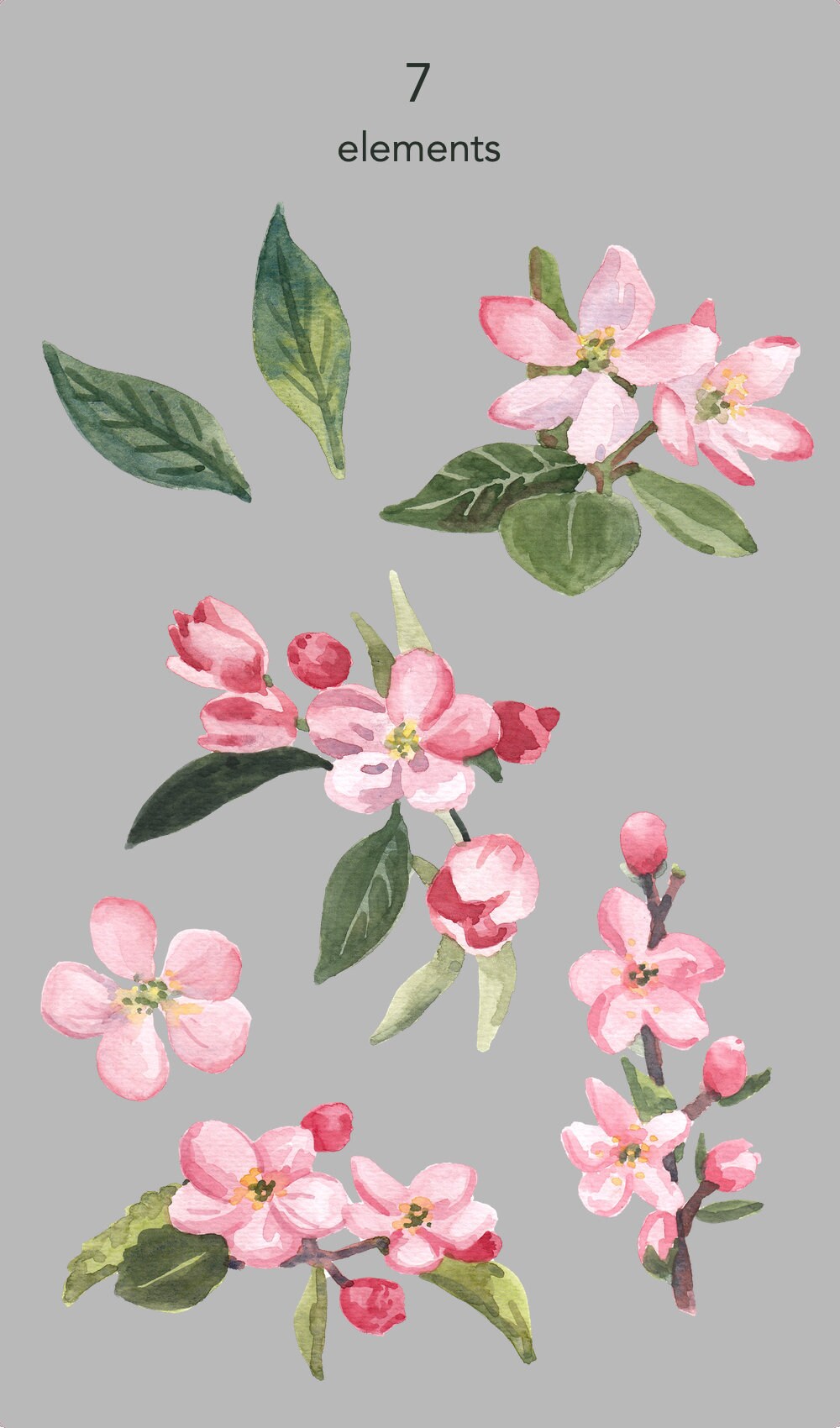 Watercolor Apple Blossom Clipart Set (PNG Files) - Etsy
