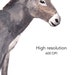 WATERCOLOR CLIPART, Donkey Clipart, Watercolour Clipart Set, Mule Image ...