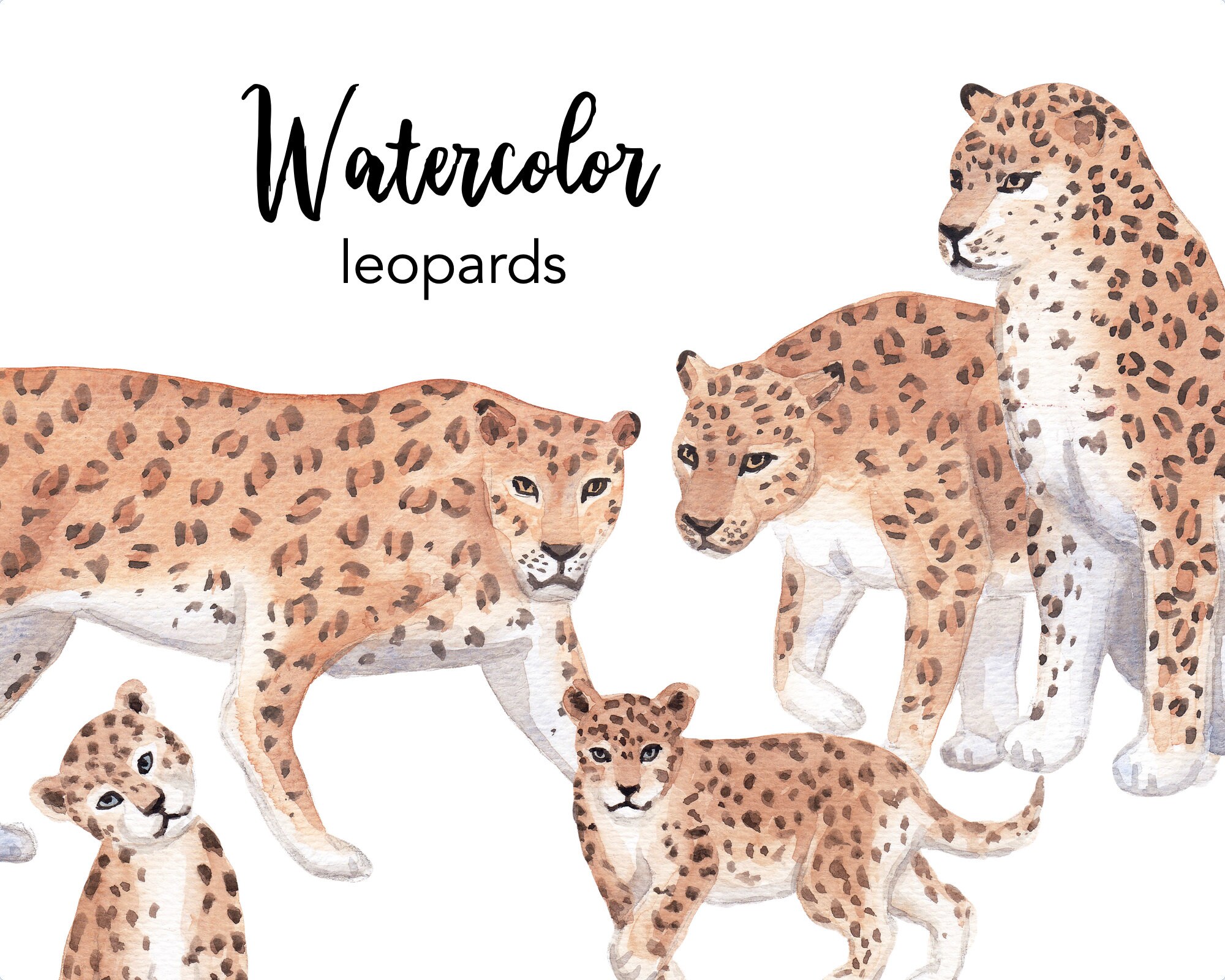 WATERCOLOR CLIPART, Leopards African Clipart, Savanna, Zafari Clip Art ...