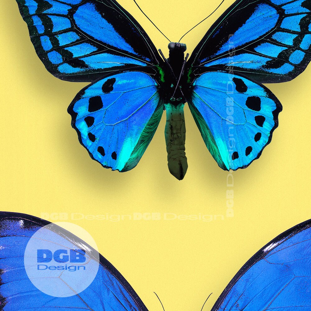 Blue Butterfly Print, Beautiful Butterflies, PRINTABLE ART, Butterflies ...