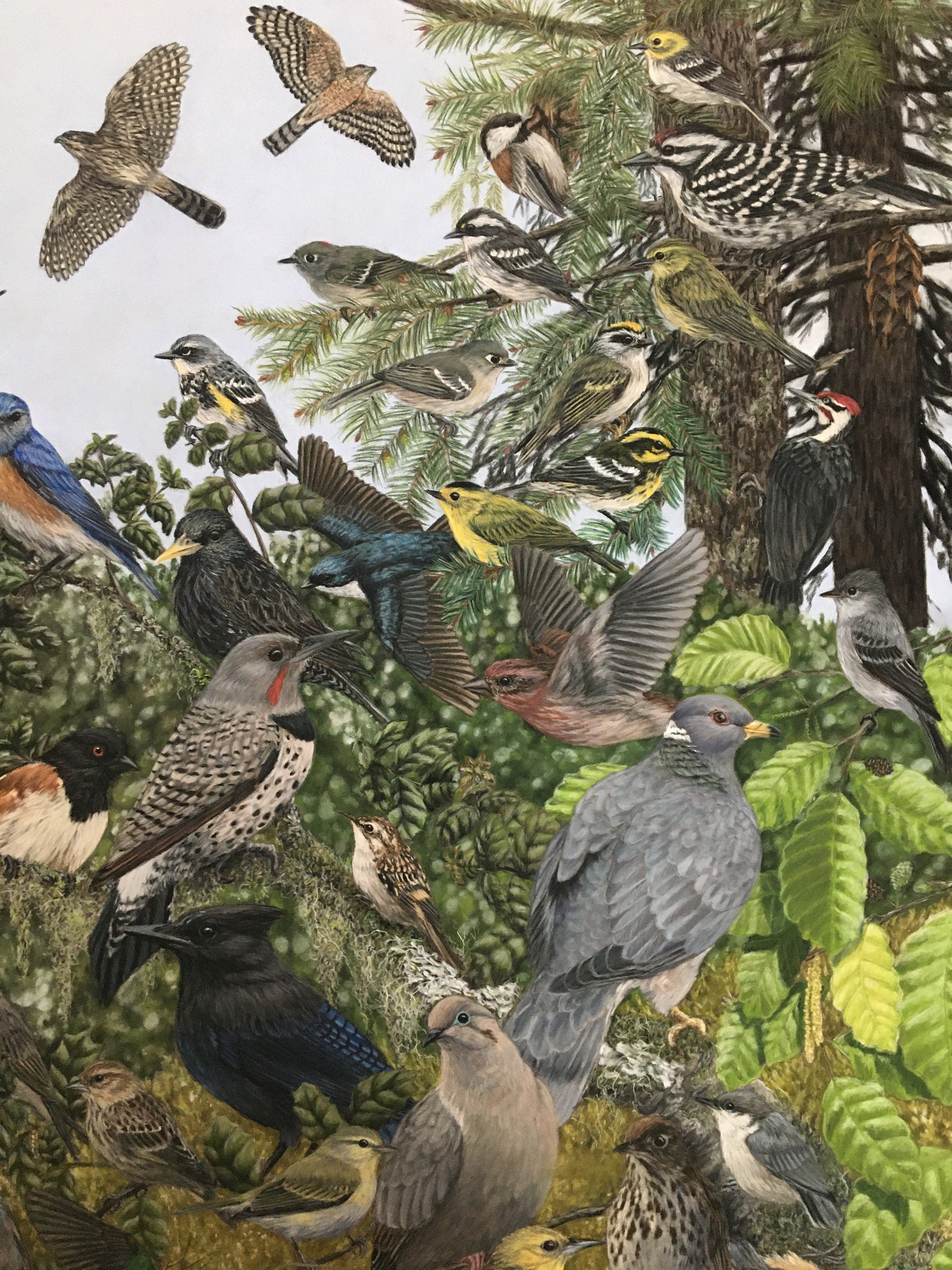 Original Birds of Palomarin Soft Pastel Drawing; Wildlife Art Painting ...