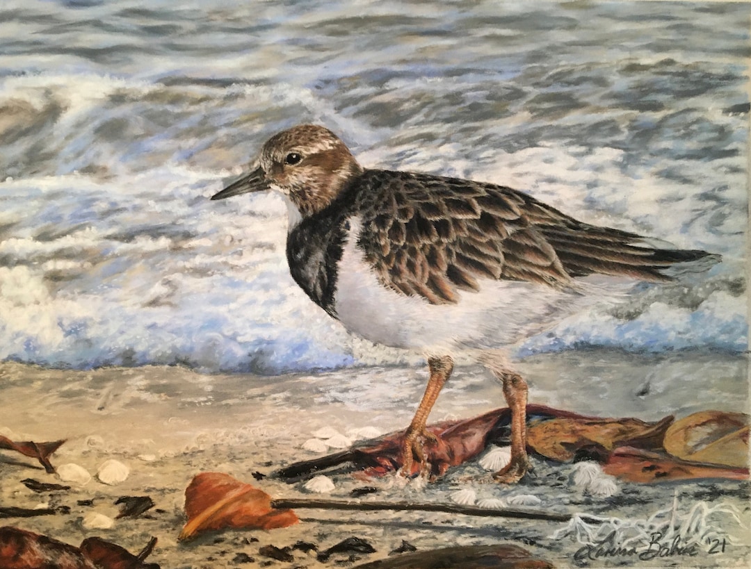 Original Ruddy Turnstone Soft Pastel Drawing; Wildlife Art Bird ...