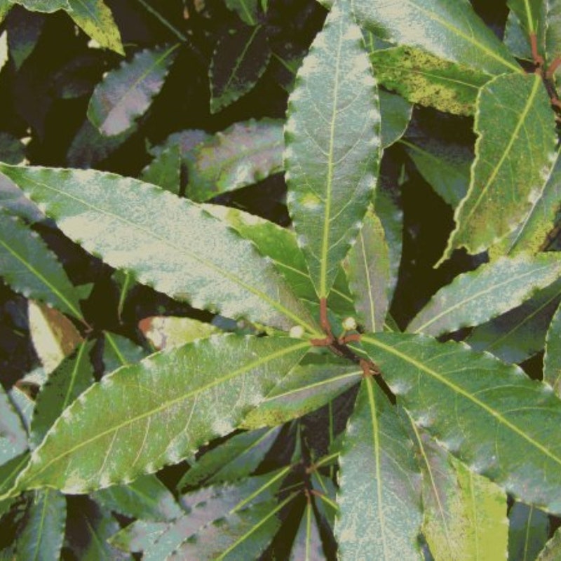 Bay Laurel Plant - Etsy
