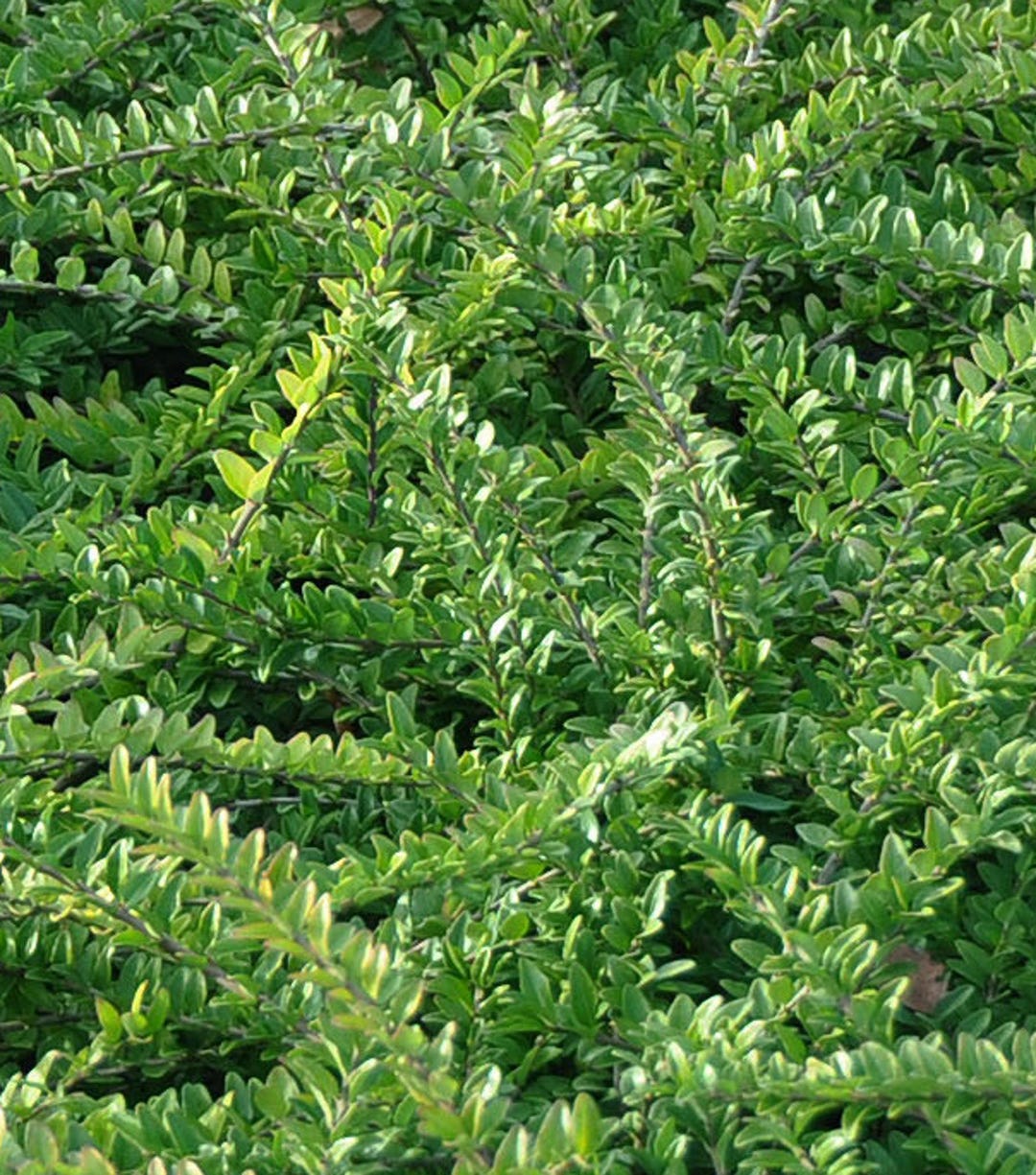 SET OF 3 Lonicera Nitida - Ground Cover Honeysuckle or Hedge Shrub ...