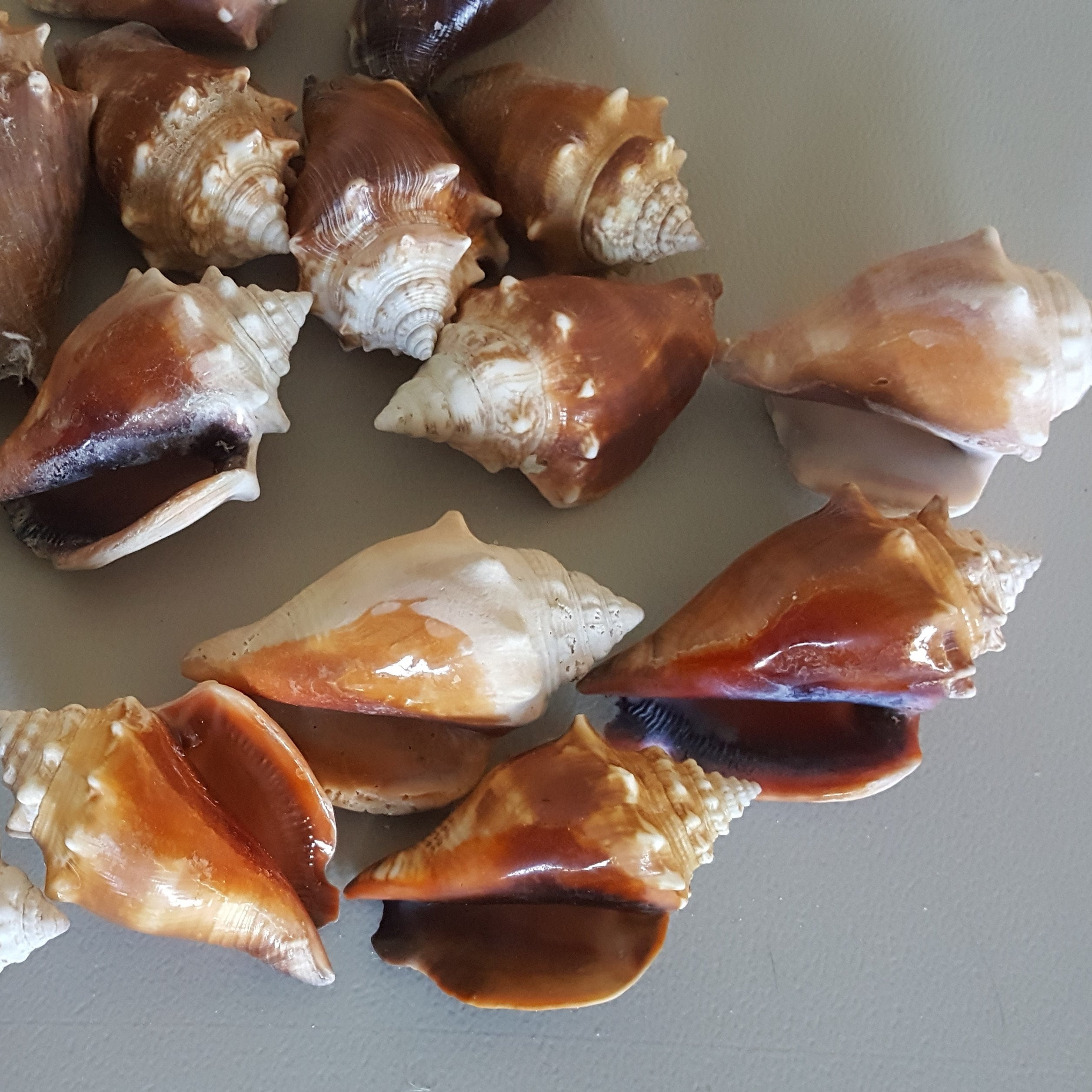 18 Seashells Florida Fighting Conch Bulk Seashells Home | Etsy