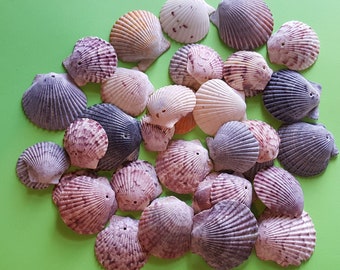 Bulk Scallop Shells | Etsy