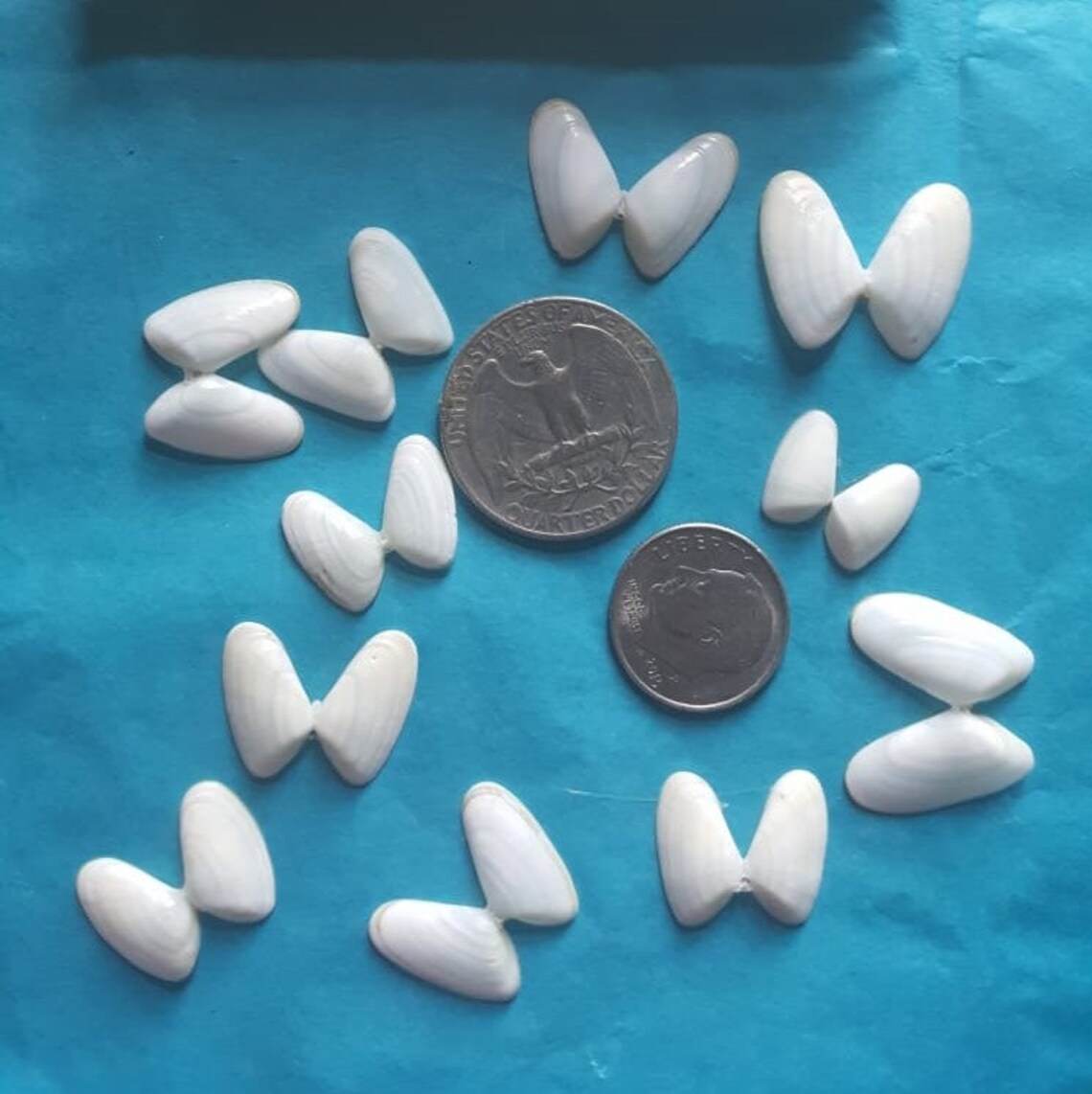 20 White Florida Gulf Coquina Shells Handpicked Craft - Etsy