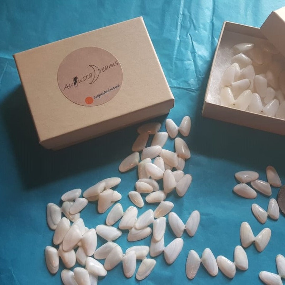 20 White Florida Gulf Coquina Shells, Handpicked, Craft Shells, Shell ...