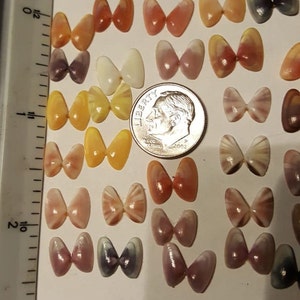 20 Tiny Coquina Shells Florida Gulf Handpicked Craft Shells - Etsy