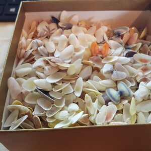 30 Florida Gulf Coquina Shells: Handpicked Craft & Jewelry Supply - Etsy