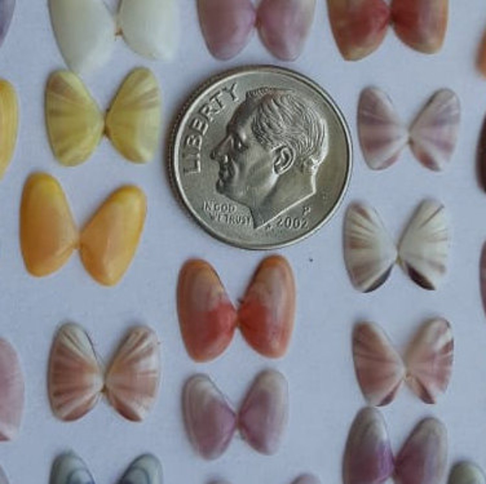20 Tiny Coquina Shells Florida Gulf Handpicked Craft Shells - Etsy