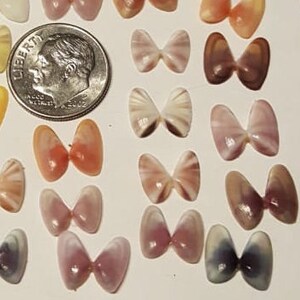 20 Tiny Coquina Shells Florida Gulf, Handpicked, Craft Shells, Shell ...