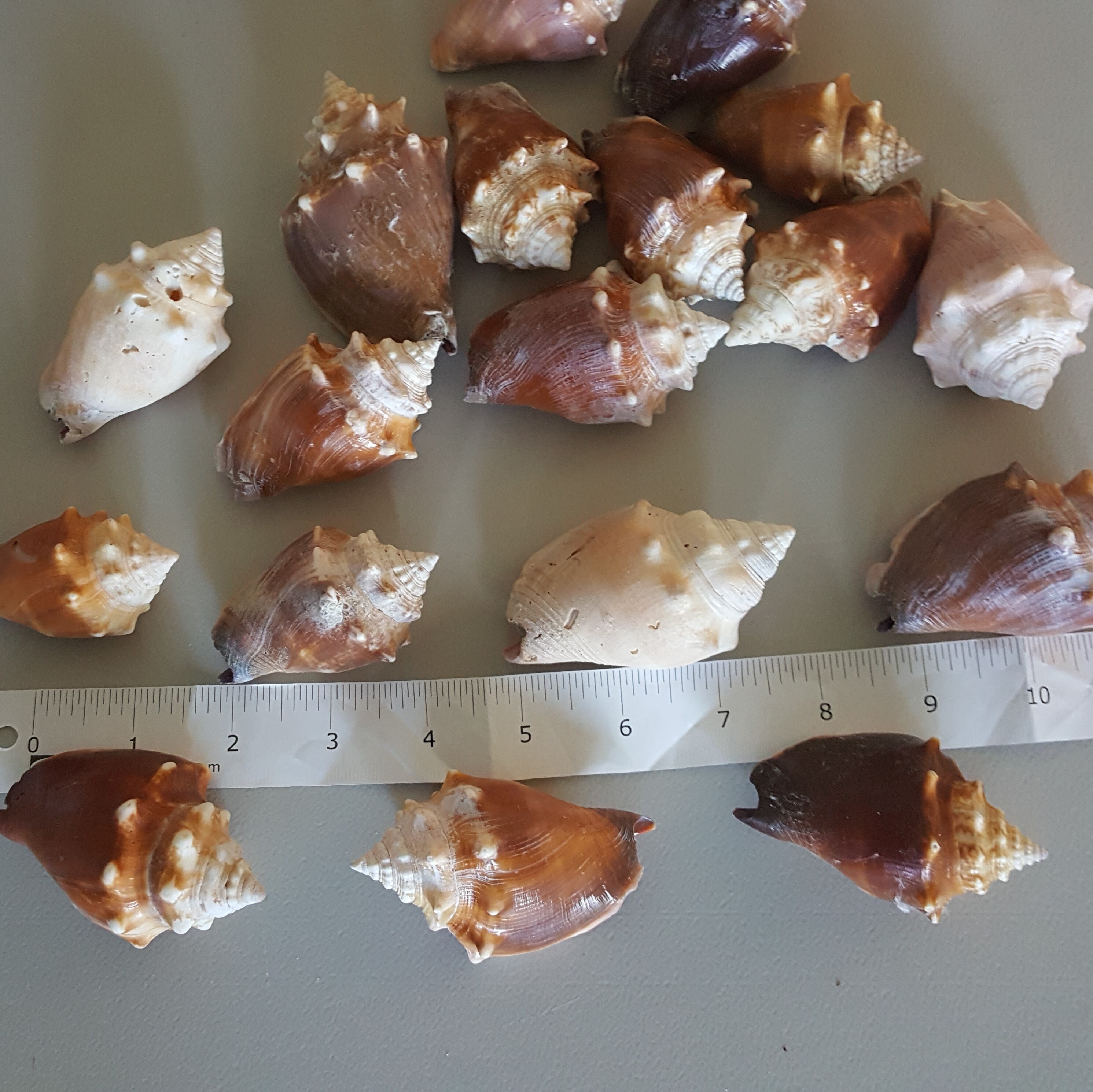 18 Seashells Florida Fighting Conch Bulk Seashells Home | Etsy