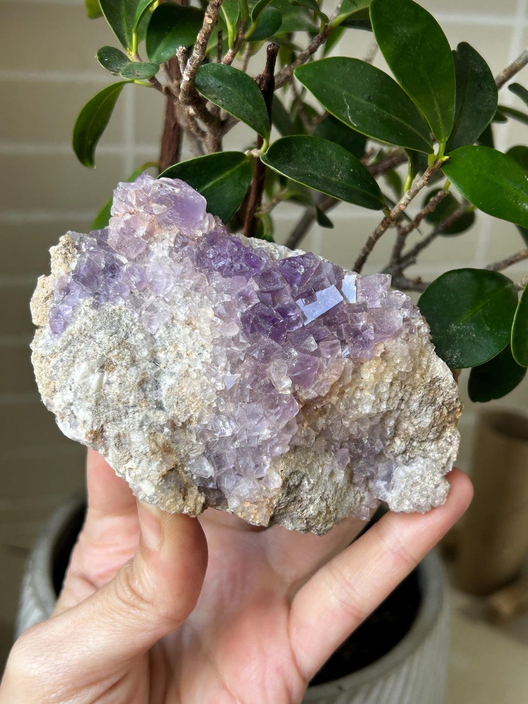 Purple Fluorite, Minerals Collection, Rocks and Geodes. Fluorite - Etsy