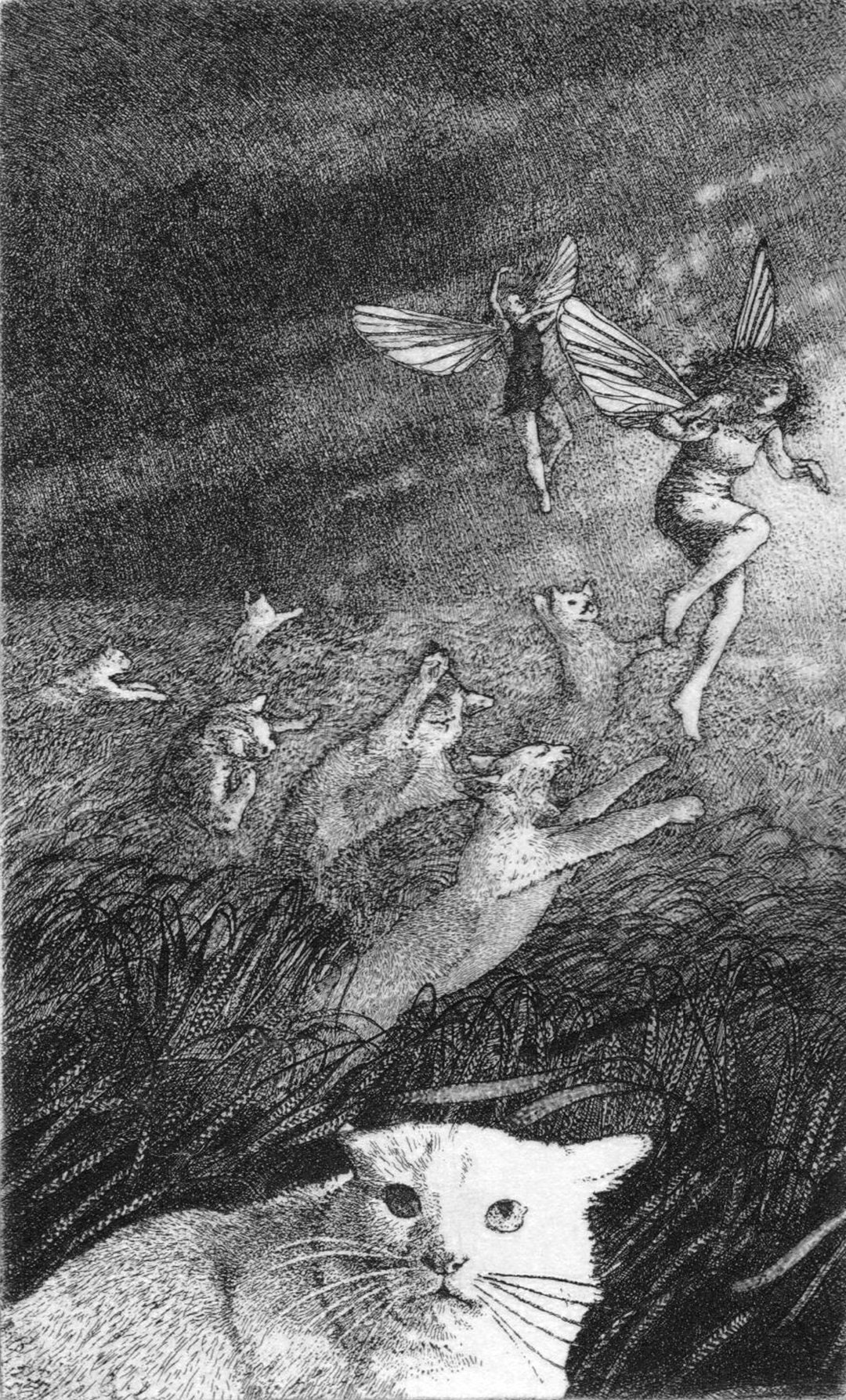 The Seven of Cats - Original Limited Edition Etching by Alan Larkin ...