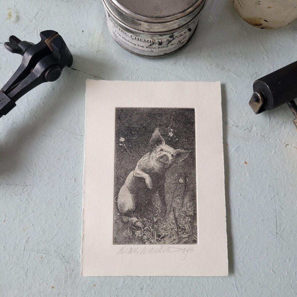 Original Limited Edition Etching by Alan Larkin - Title: " Pig in ...