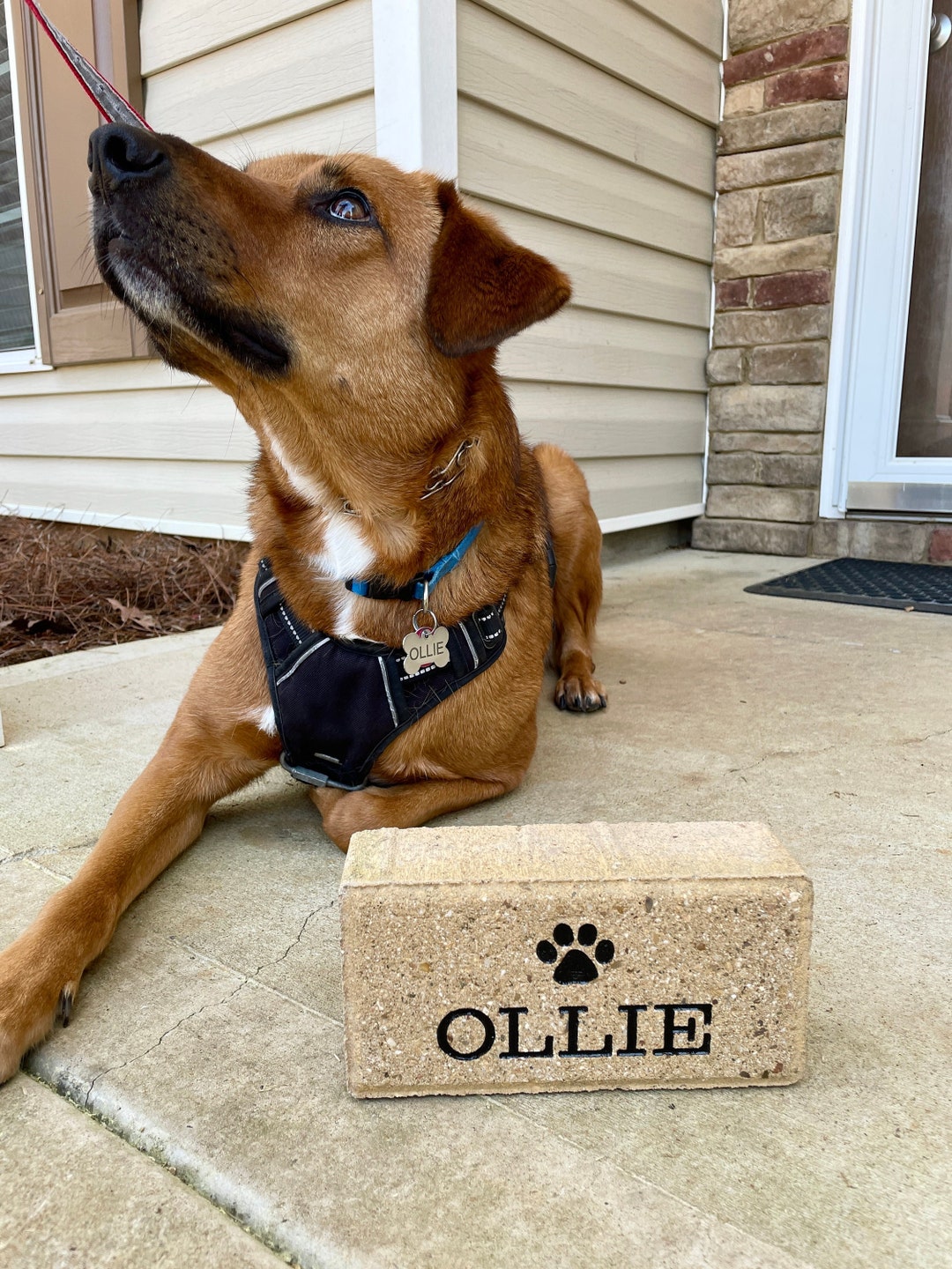 Engraved Animal Sign Crate Custom Garden Stone Dog Decor Custom Pet ...