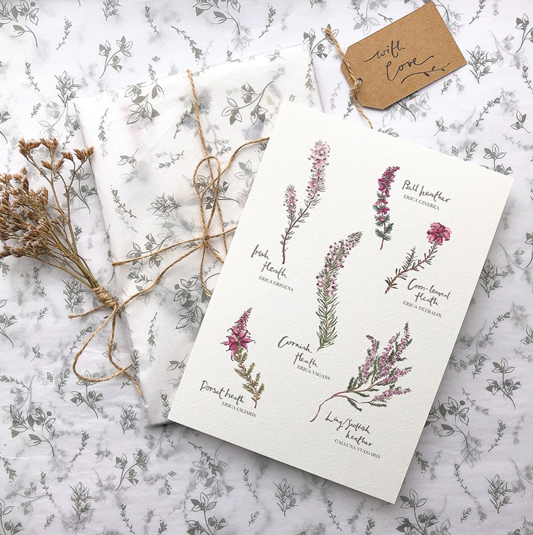 Heather Botanical Illustration Art Print, Watercolour Painting ...