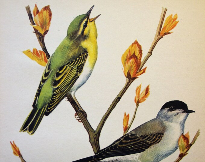 Warblers Triptych 1947 Original Vintage Bird Biology - Etsy