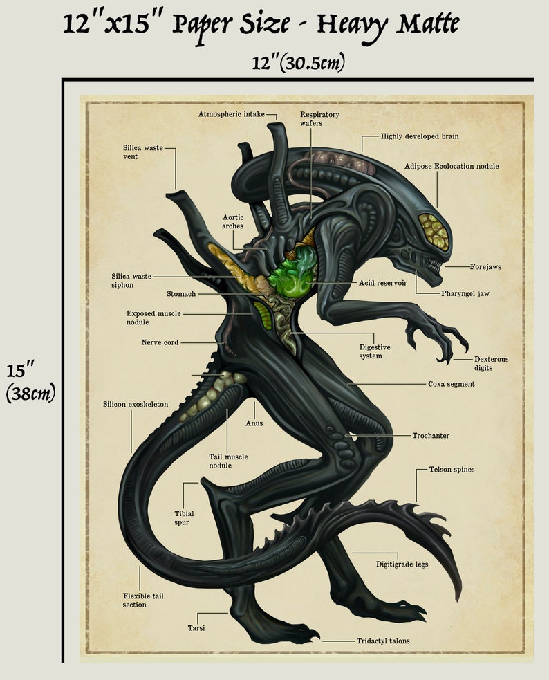 Xenomorph Anatomy Poster Alien Inspired Scientific Wall Art | Etsy