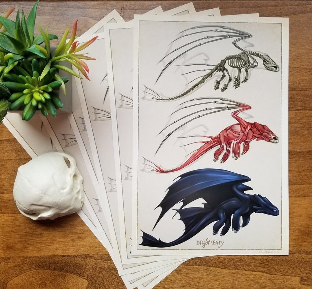 Toothless Anatomy Poster How to Train Your Dragon Inspired - Etsy Australia