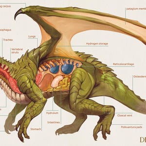 Dragonatomy: an Illustrated Dragon Biology Art-book - Etsy