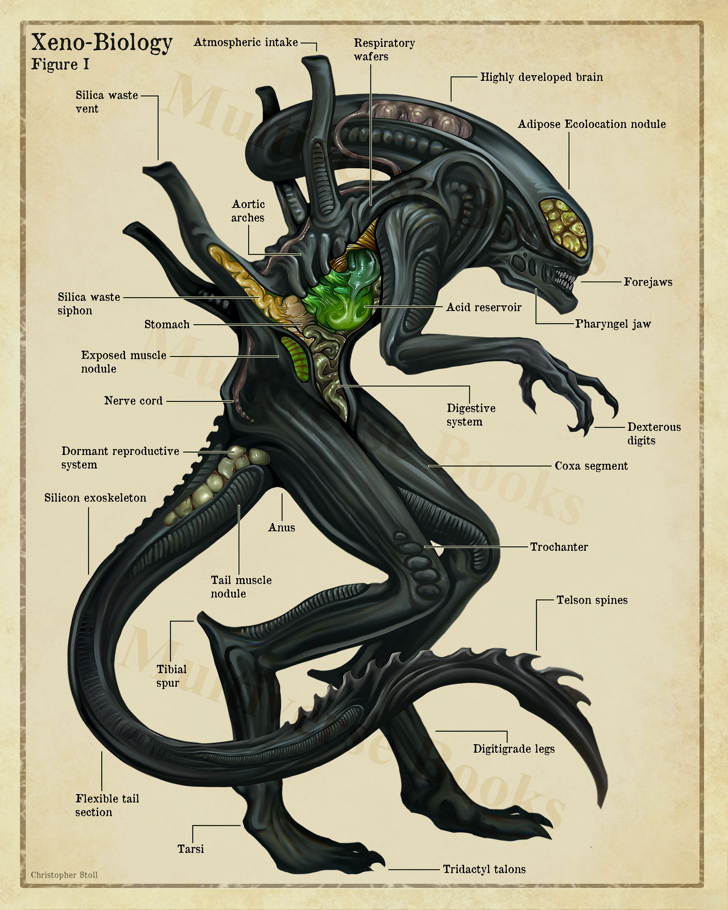 Cartel de anatomía xenomorfo Alien inspirado científico pared | Etsy