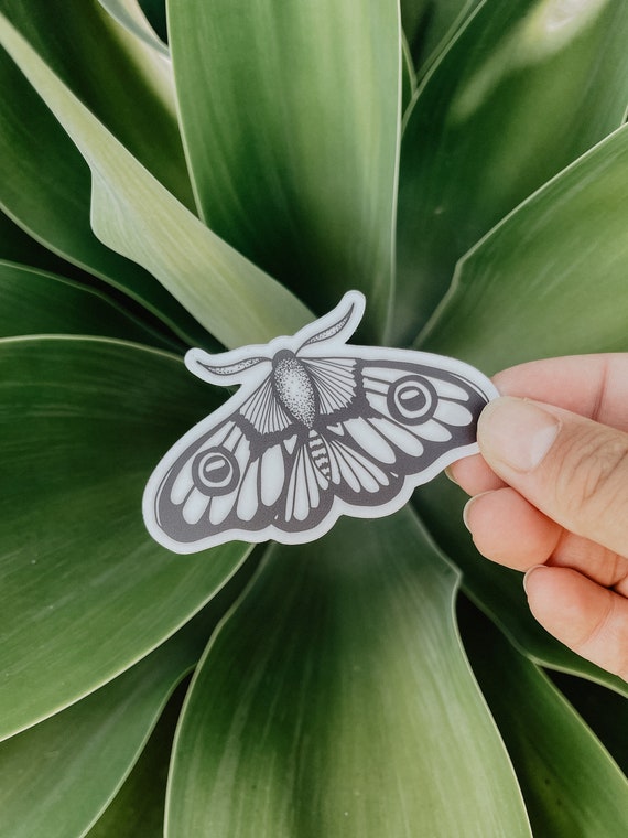 Yucca Moth Desert Yucca Wikiwand