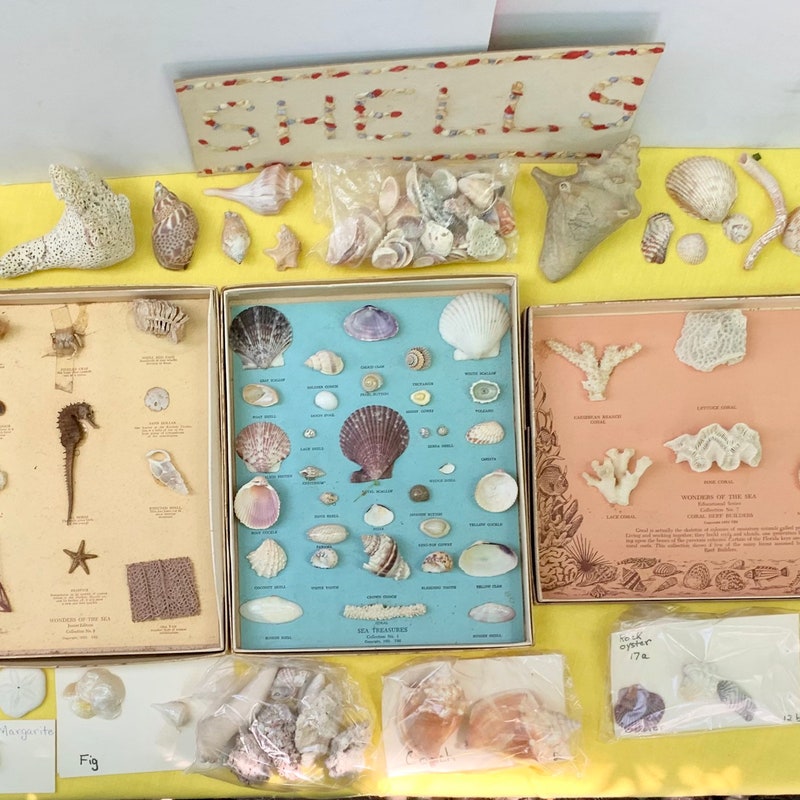 Seashell Collection - Etsy