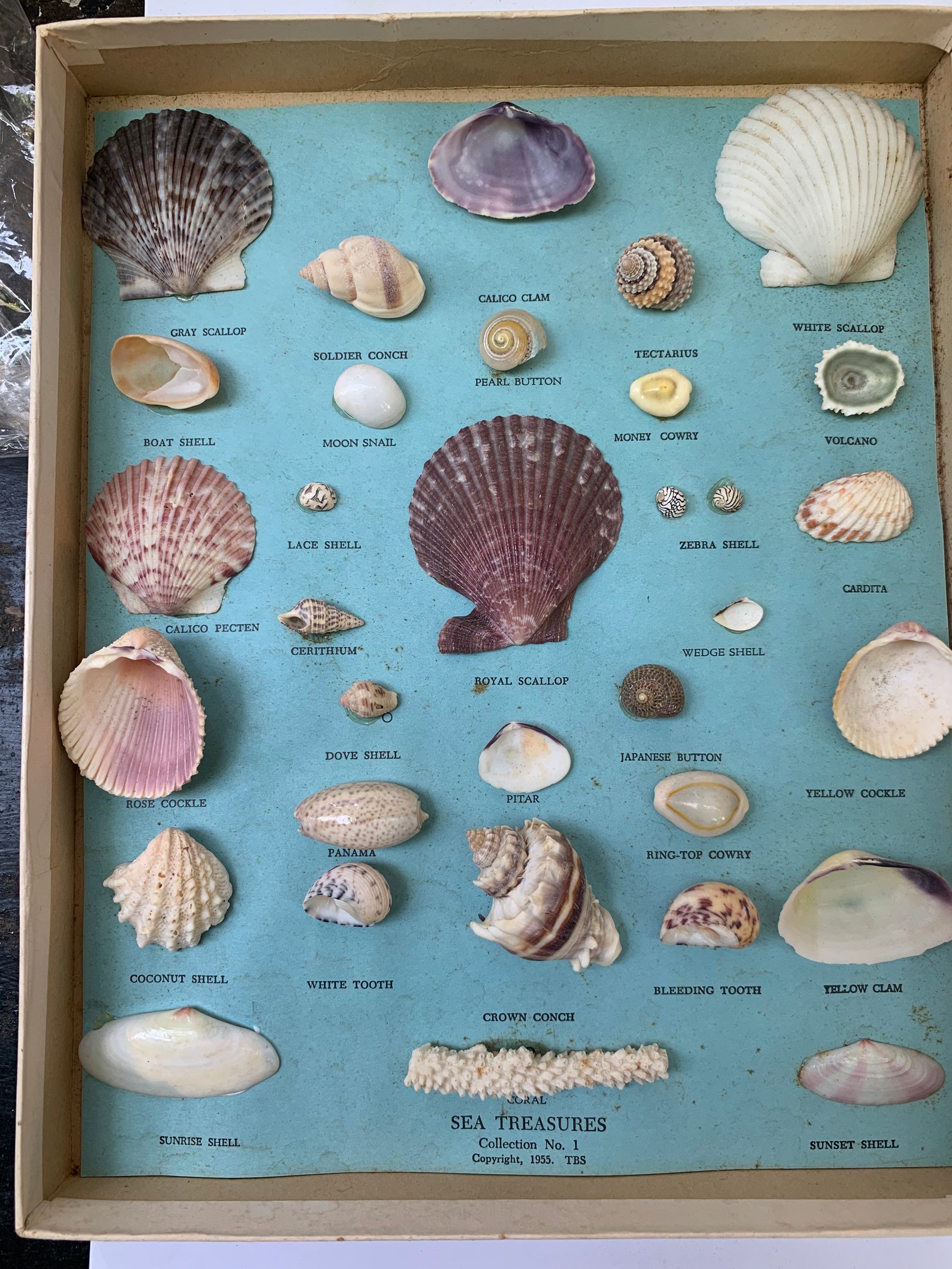 Large Midcentury New Jersey Seashell Collection W Specimen - Etsy