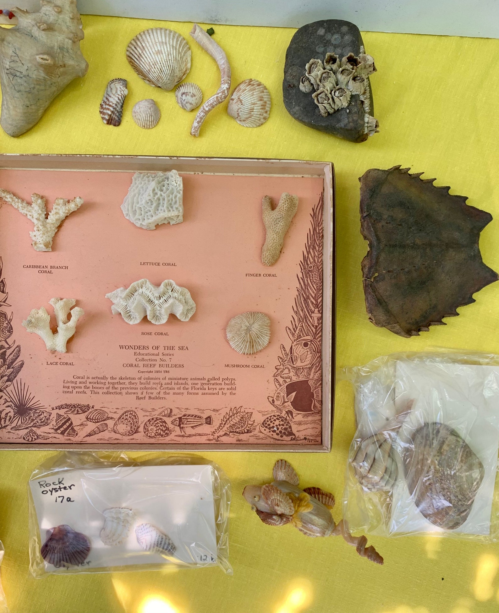 Large midcentury New Jersey seashell collection w specimen | Etsy