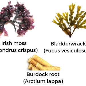 Wildharvested Irish Sea Moss Gel | 102 Mineral Formula | Chondrus ...