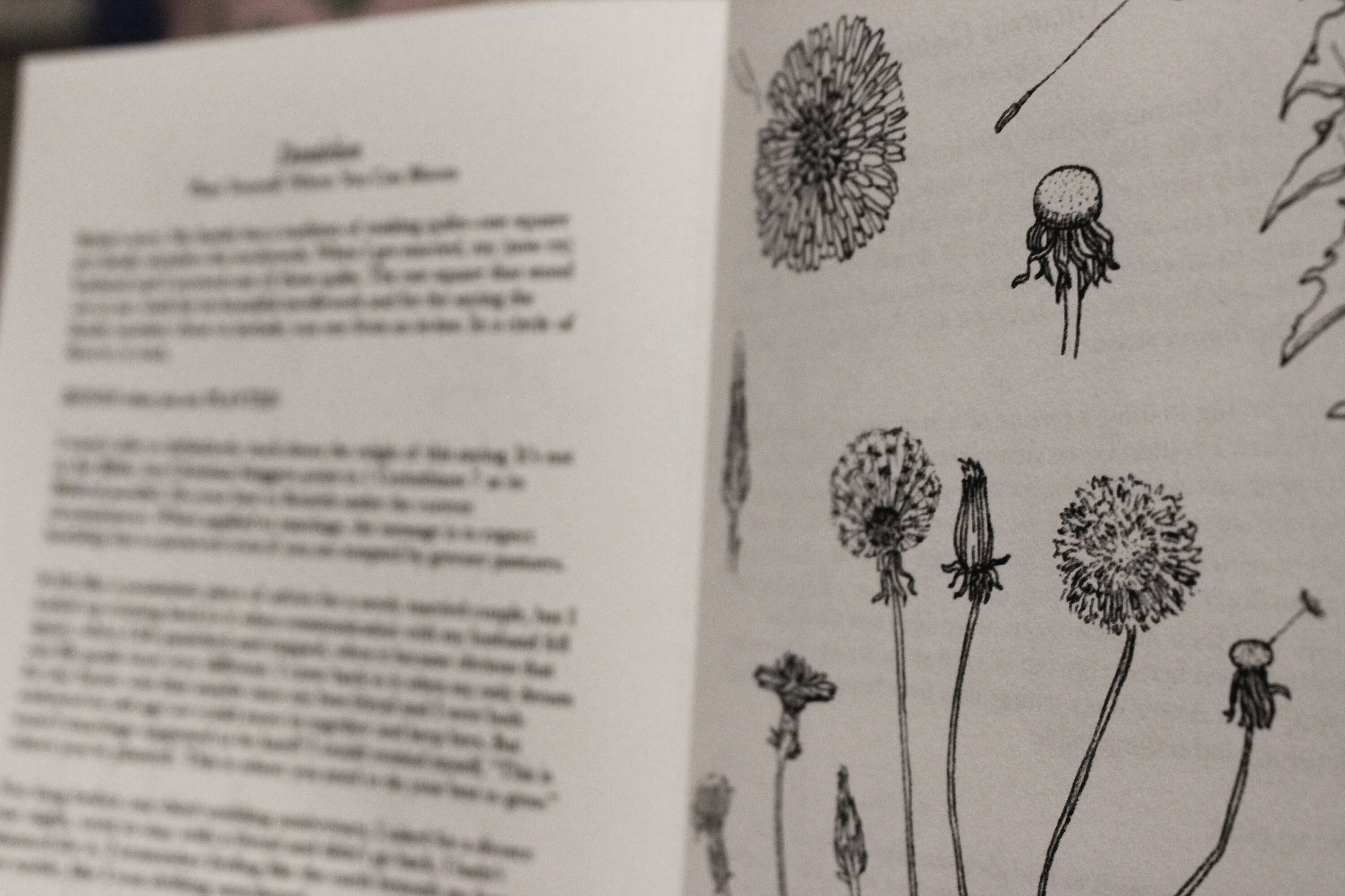 The Queer Language of Flowers - Etsy