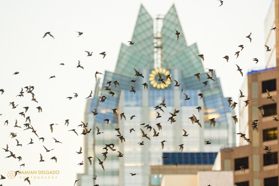Austin Photography Art Print Bat Migration as Seen from | Etsy