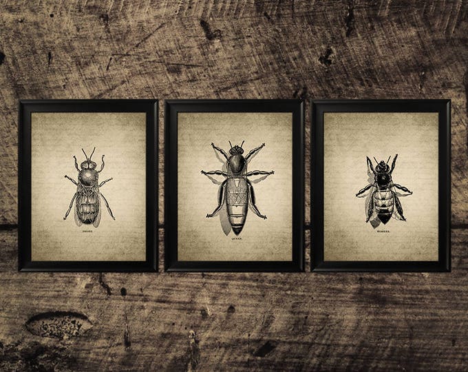 Botanical Insects Beetles on Ephemera Art Print Poster - Etsy