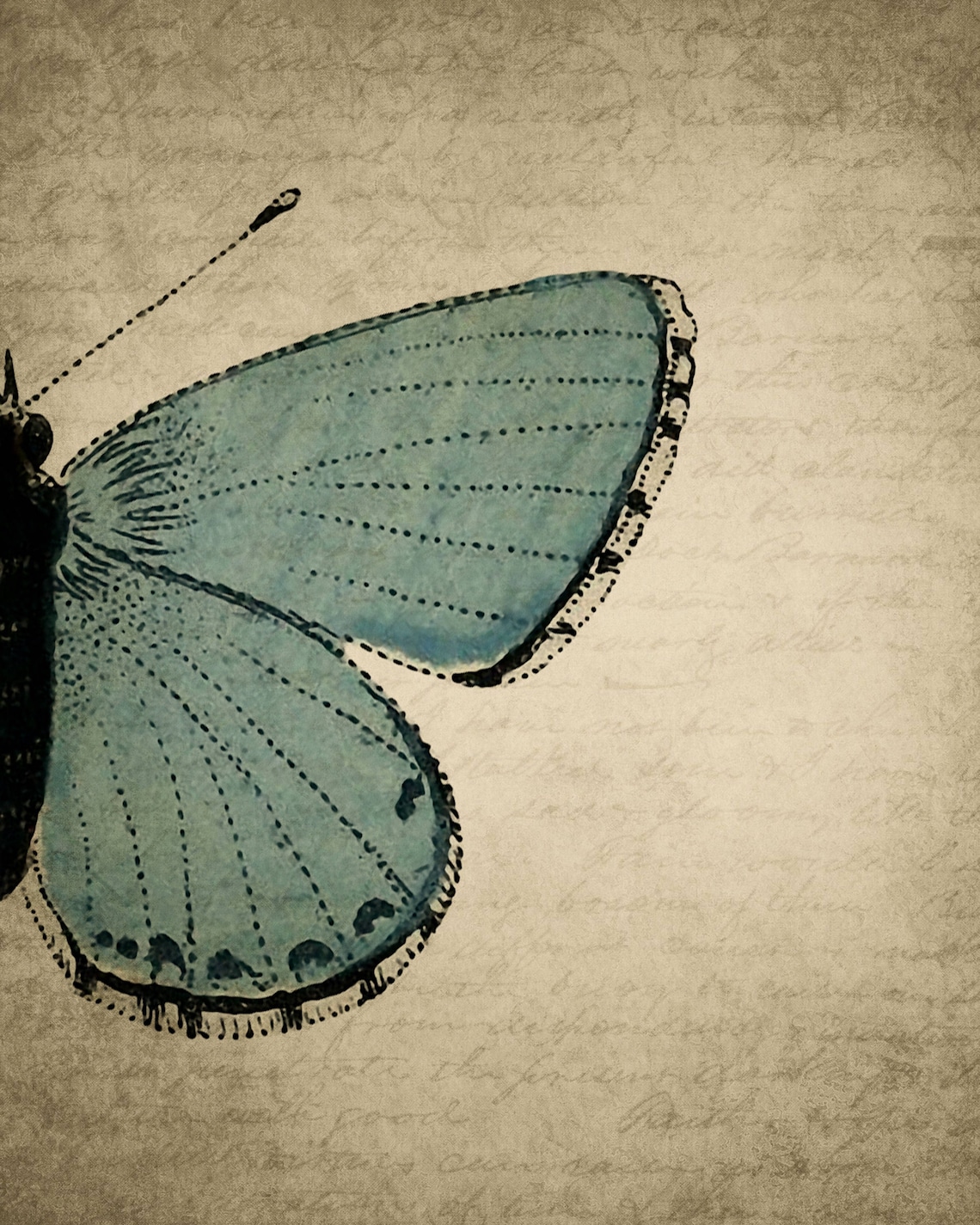 Vintage Butterfly Print, Blue Butterfly Art, Wings Art, Butterfly Wall ...