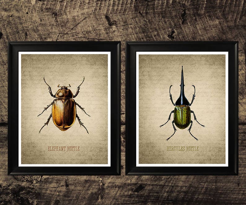 Beetle Bug Print, Vintage Bug Art, Beetle Bug Wall Decor, Elephant ...