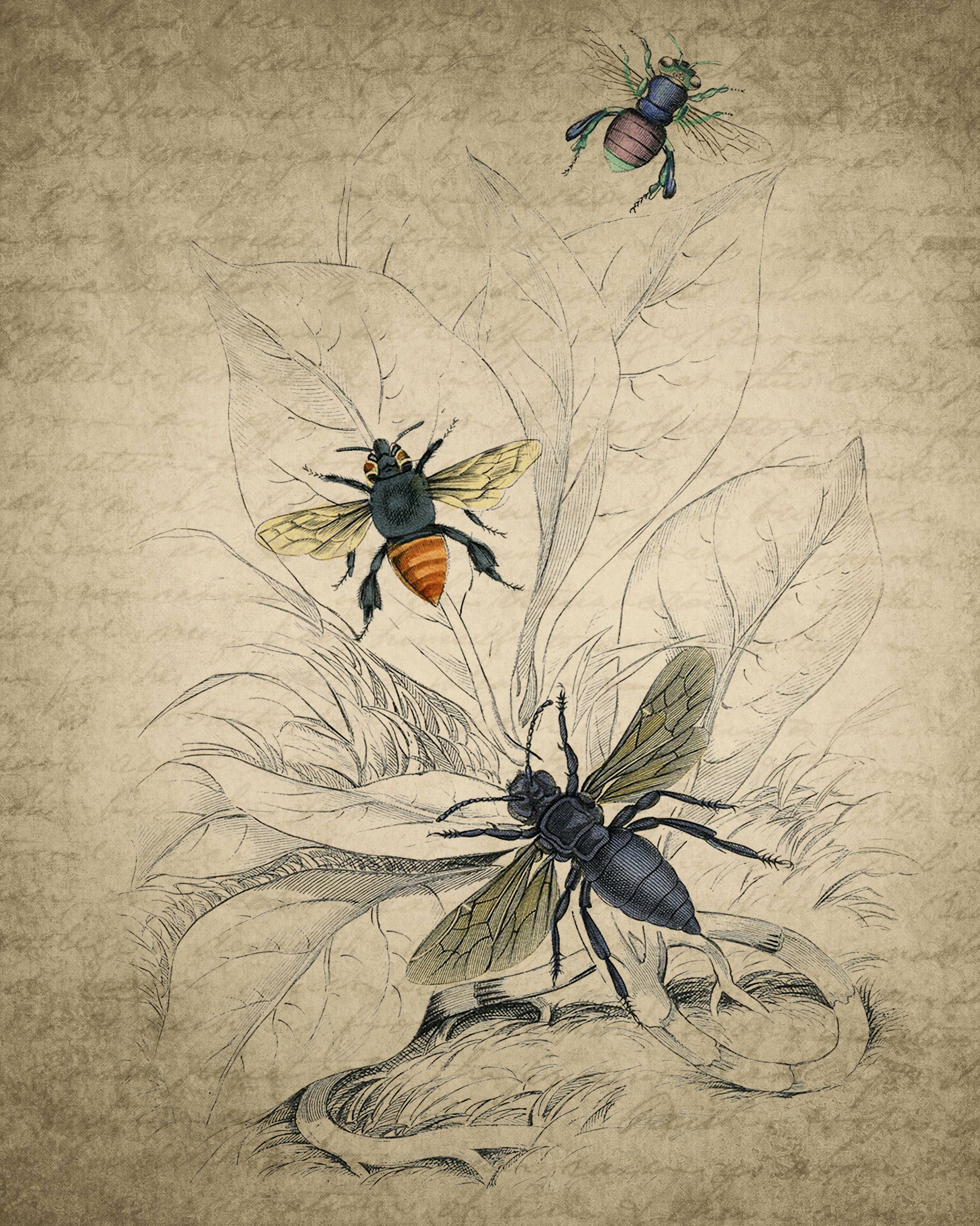 Insect Vintage Print, Bee Room Decor, Insect Wall Decor, Bees Instant ...