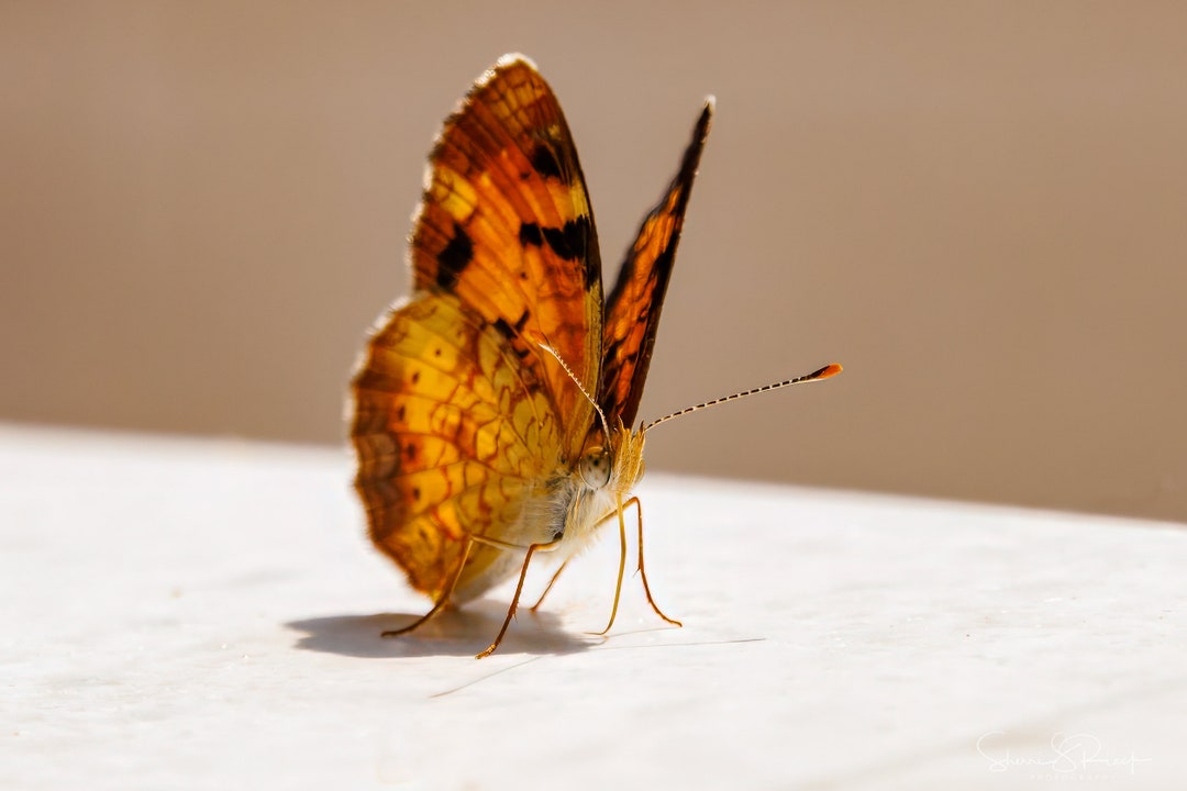 Butterfly Close up Print, Metal Wall Decor - Etsy