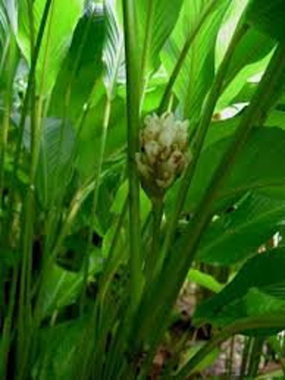 Organically Grown Topi Tambo Plant With Soil / Cu Lun UPS Shipping ...
