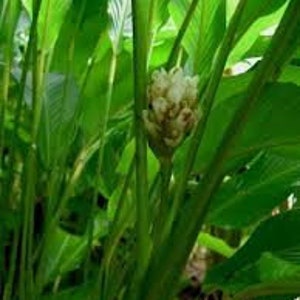 Organically Grown Topi Tambo Plant With Soil / Cu Lun UPS Shipping ...